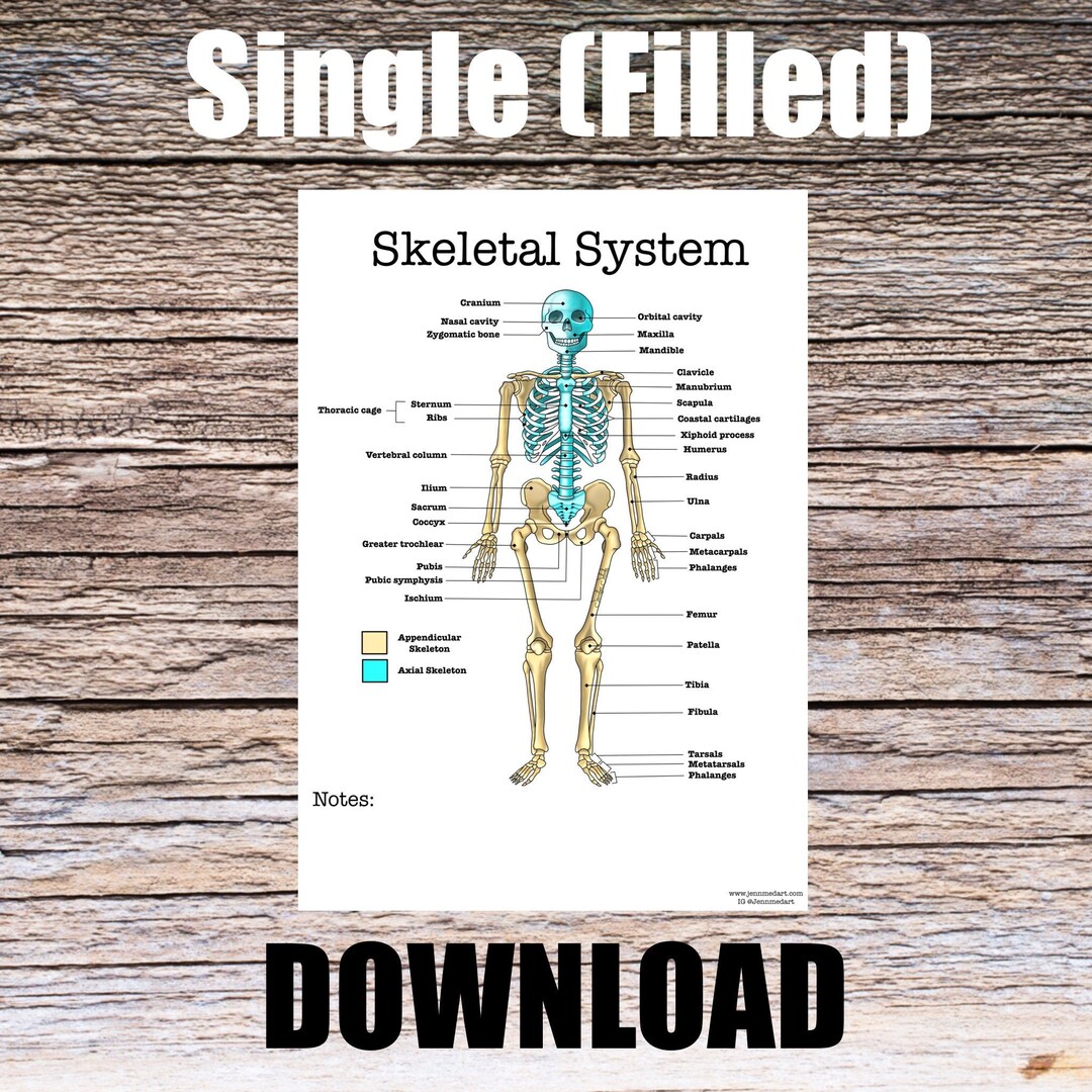 Skeletal System Anatomy Worksheet Single FILLED Digital Download Human ...