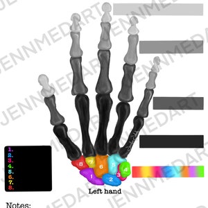 Bones of the Hand Anatomy Worksheet- Single FILLABLE- Digital Download ...