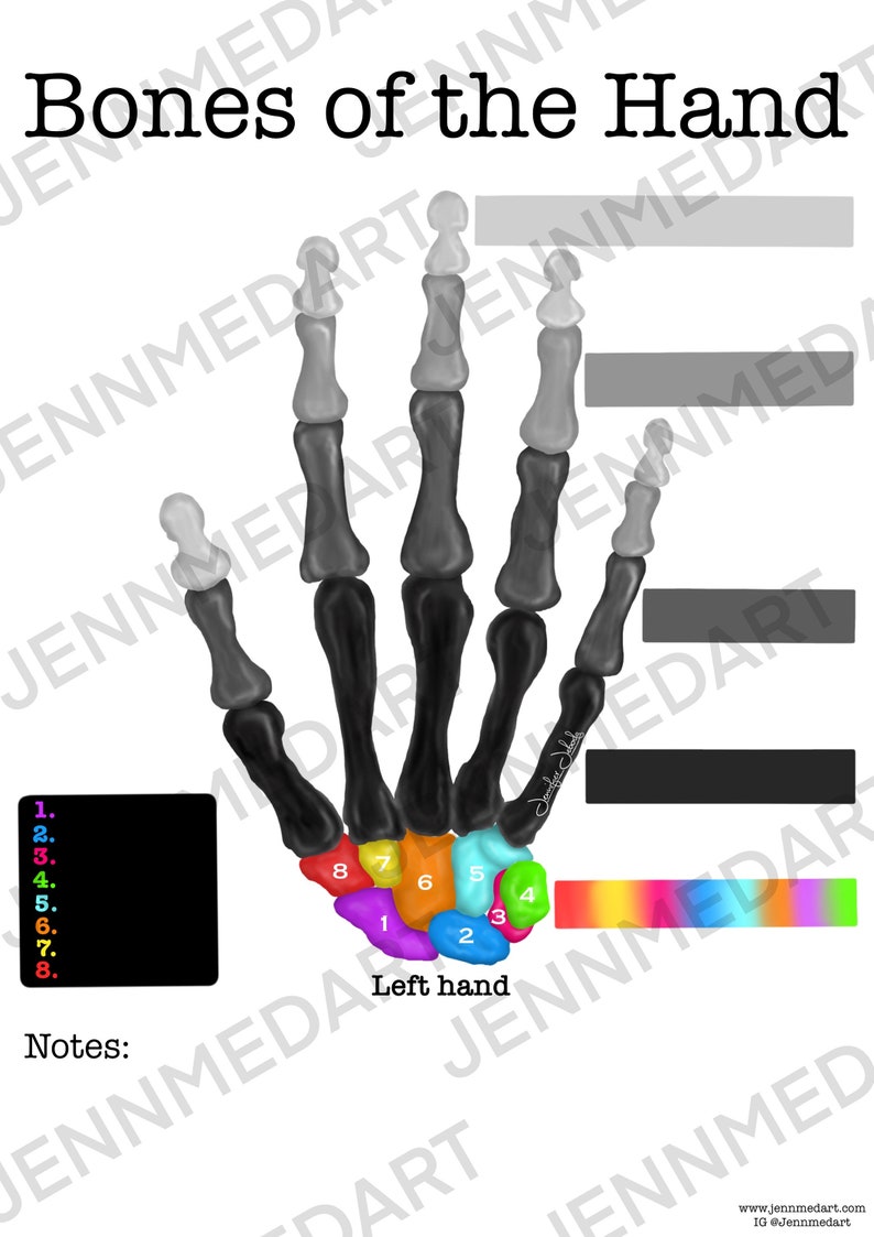 Bones of the Hand Anatomy Worksheet- Single FILLABLE- Digital Download ...
