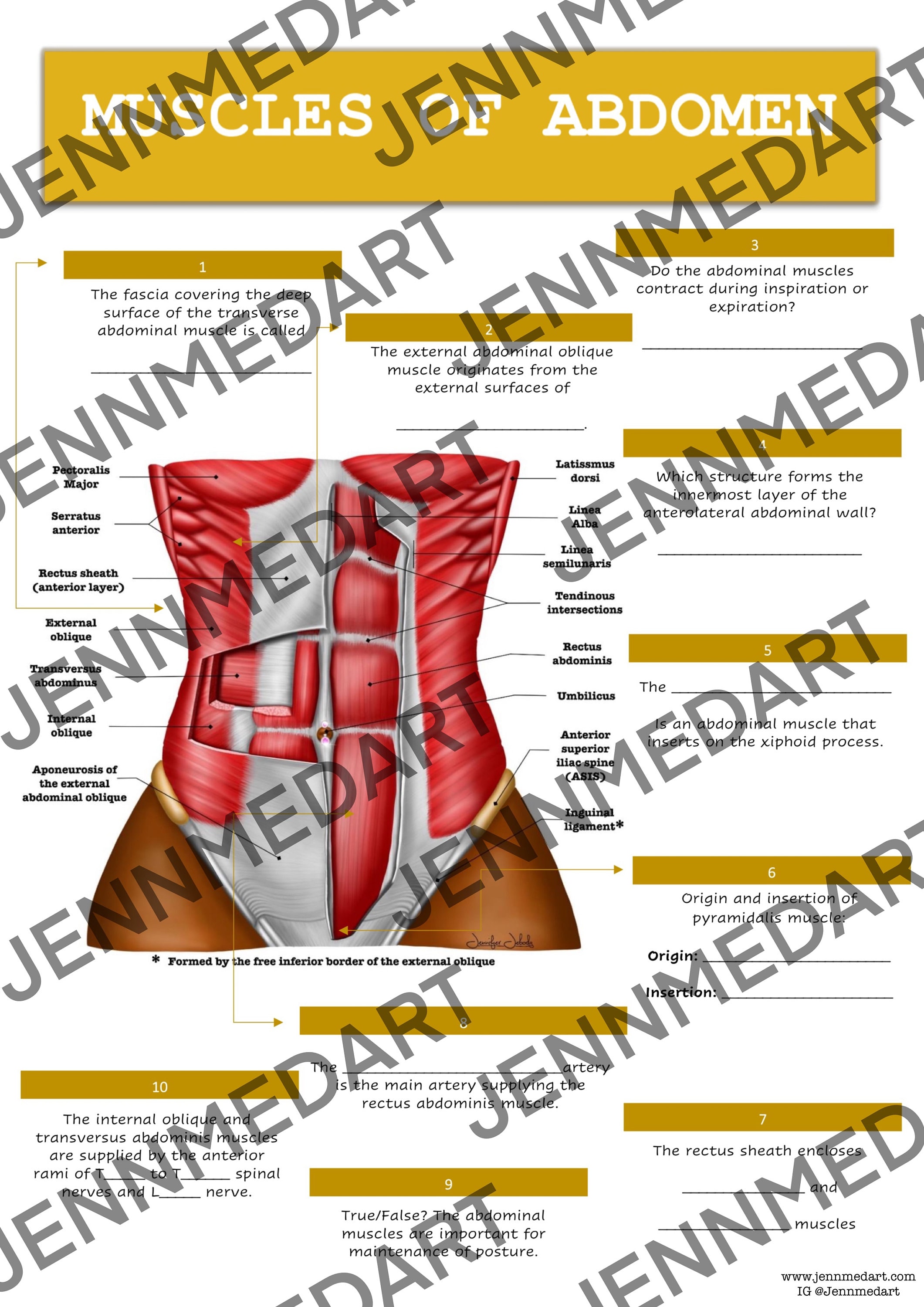 Muscles of the Abdomen Anatomy QUIZ Worksheet + Answers - Digital ...
