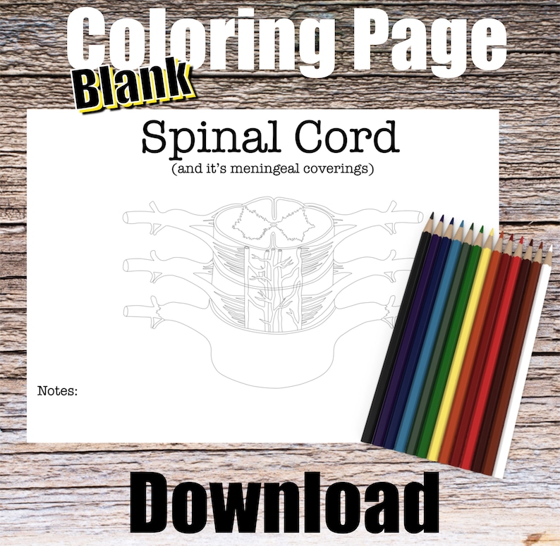 Spinal Cord Anatomy Coloring Page- BLANK- Digital Download Nervous ...