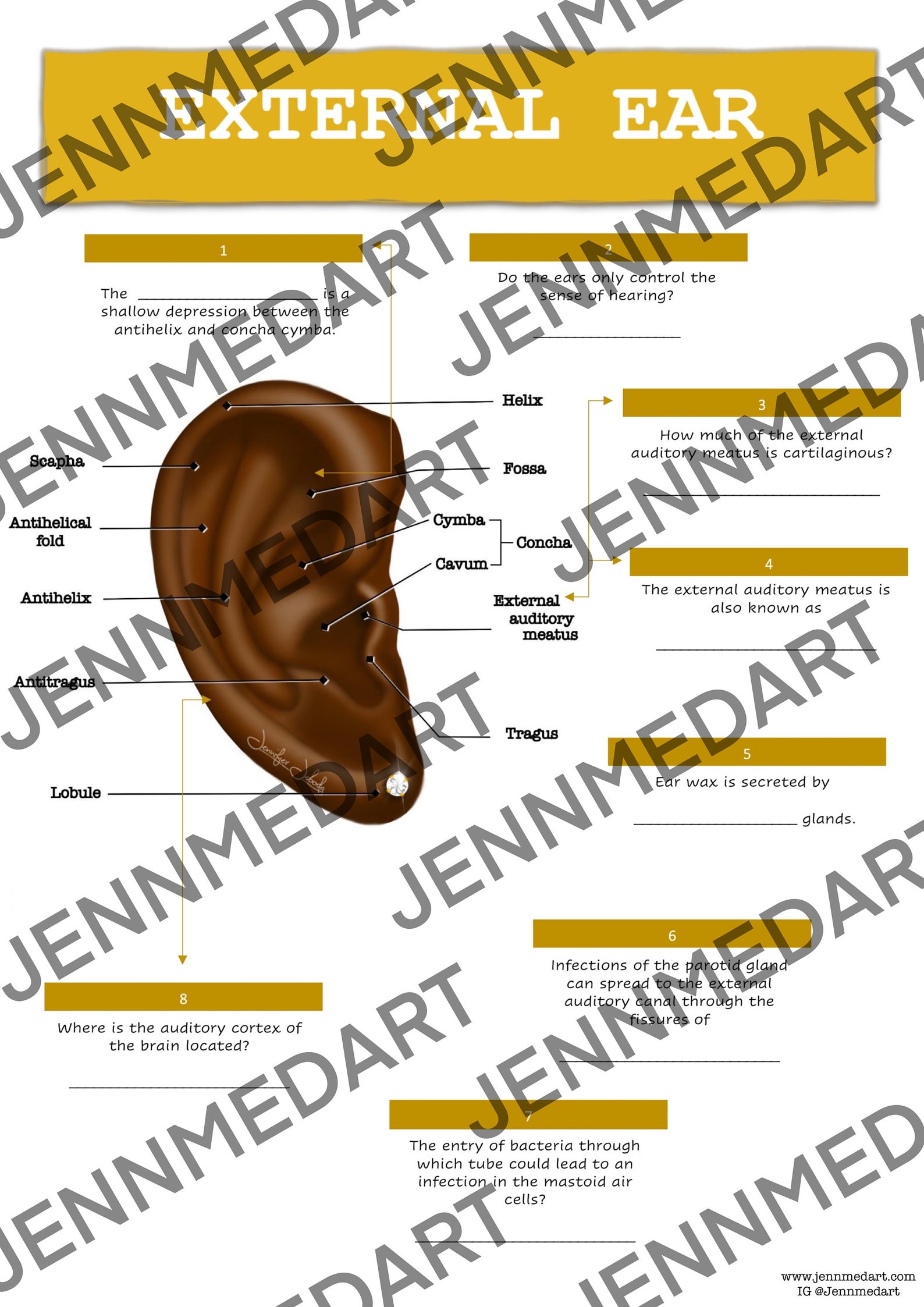 External Ear Anatomy QUIZ Worksheet + Answers- Digital Download ...