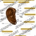 External Ear Anatomy QUIZ Worksheet + Answers- Digital Download ...