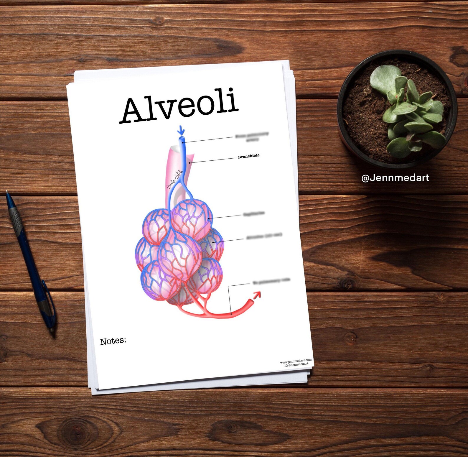 Alveoli Anatomy Coloring Page- LABELED- Digital Download Lung Anatomy ...