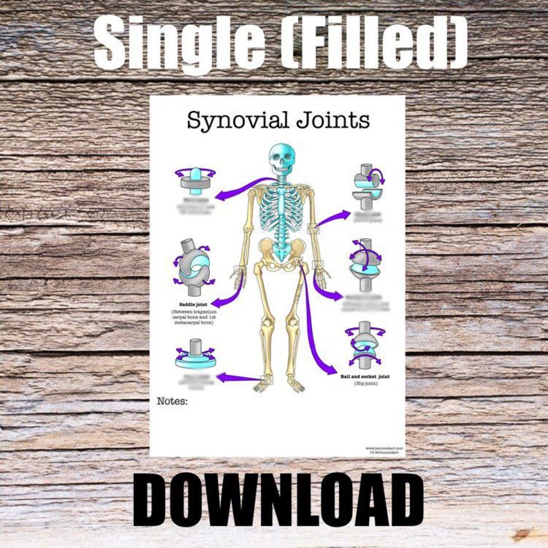 Synovial Joints Anatomy Worksheet- Single FILLED- Digital Download ...