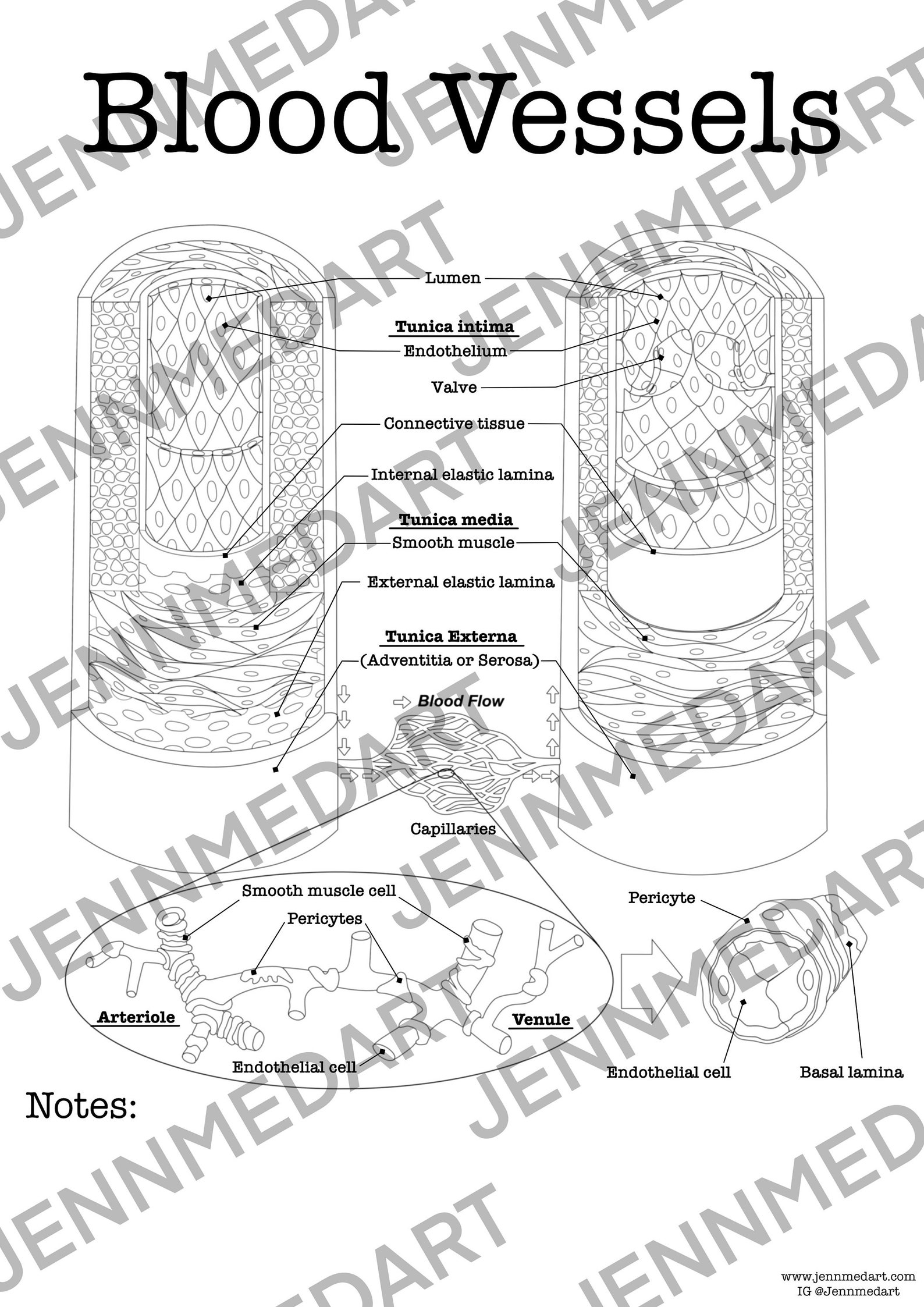 Blood Vessel Anatomy Coloring Page LABELED Digital Download Artery Vein ...