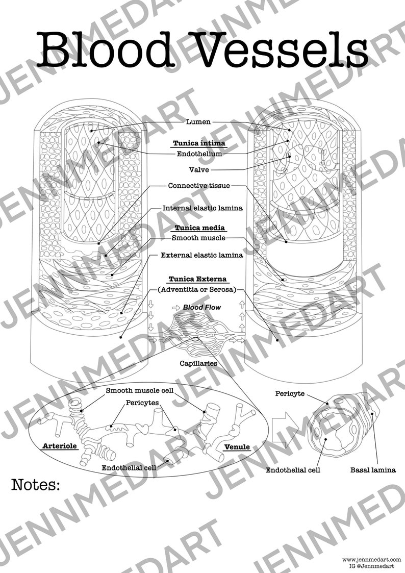 Blood Vessel Anatomy Coloring Page LABELED Digital Download Artery Vein ...