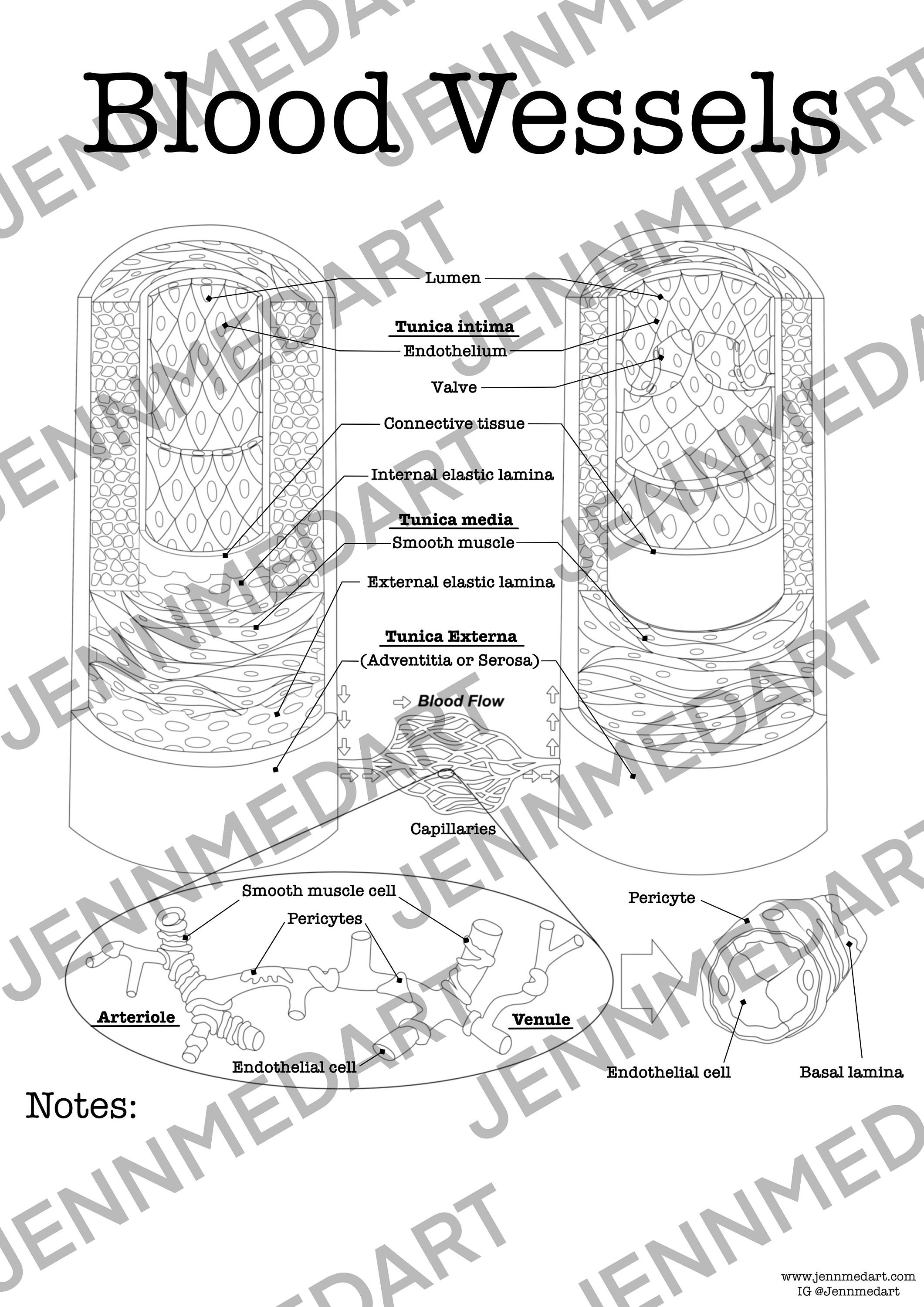 Blood Vessel Anatomy Coloring Page LABELED Digital Download Artery Vein ...