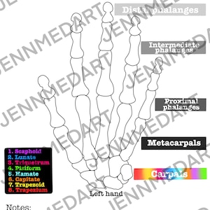 Bones of the Hand Anatomy Coloring Page LABELED Digital Download Finger ...