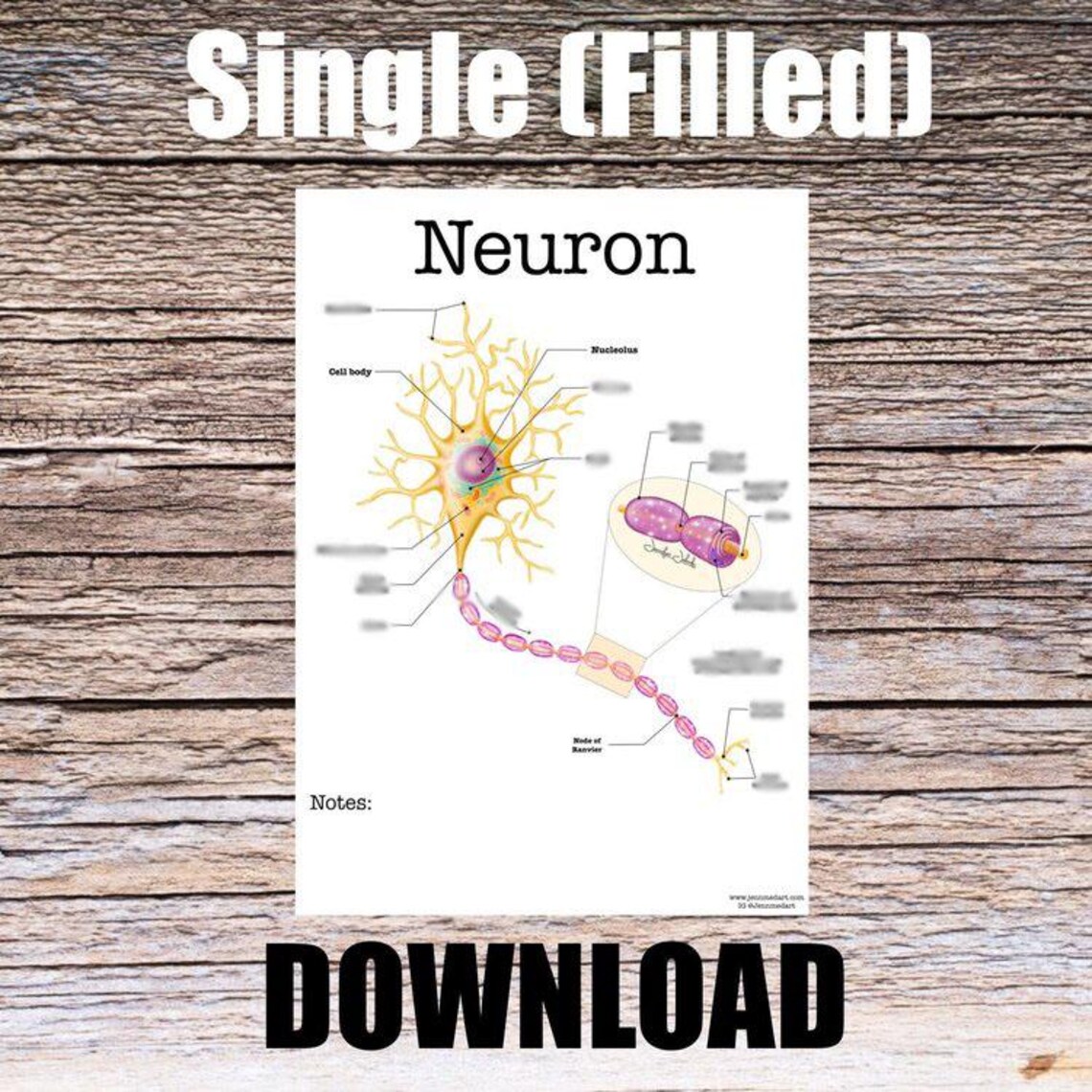 Neuron Anatomy Worksheet- Single FILLED- Digital Download Human Anatomy ...