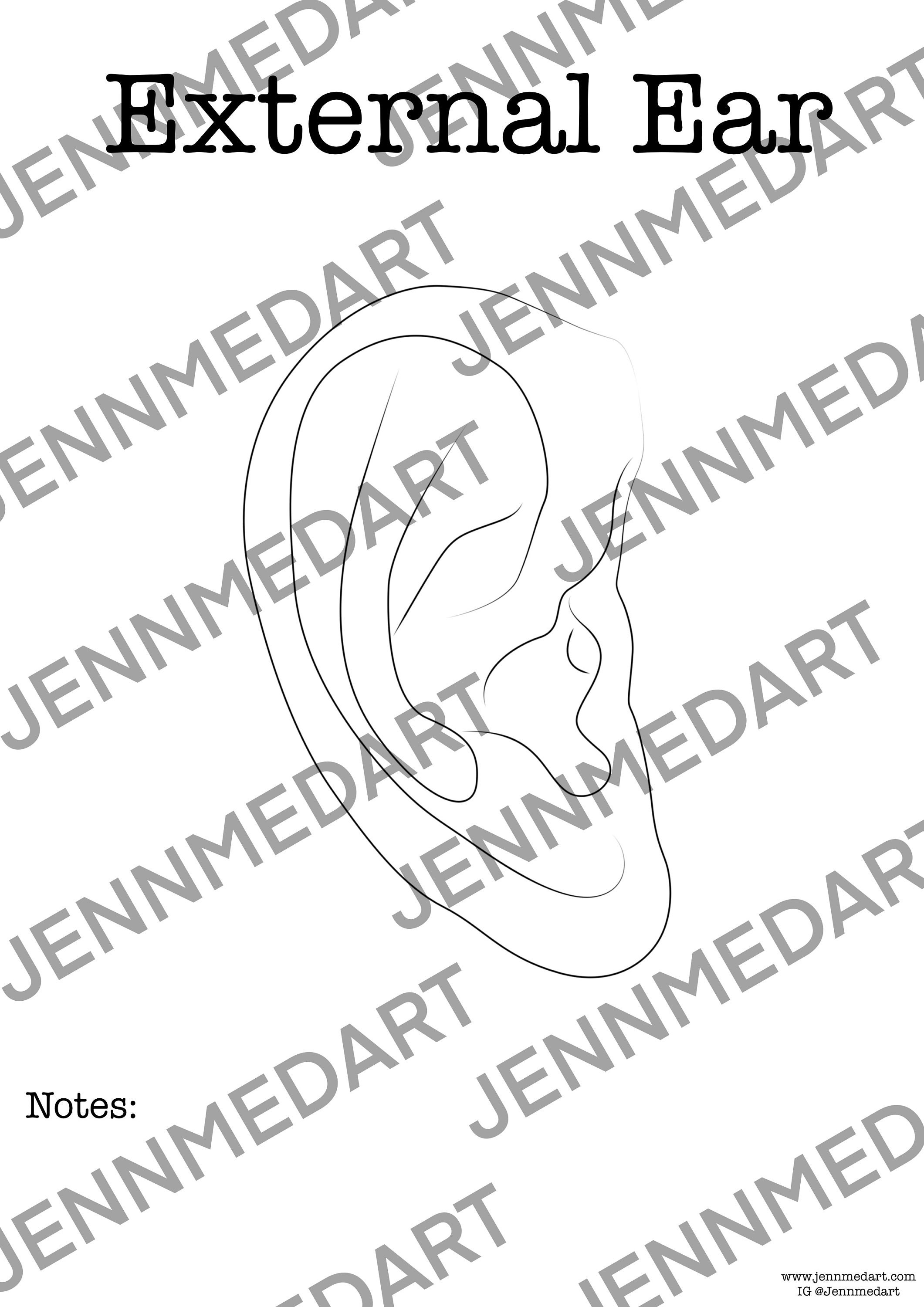 Ear Anatomy Coloring Page