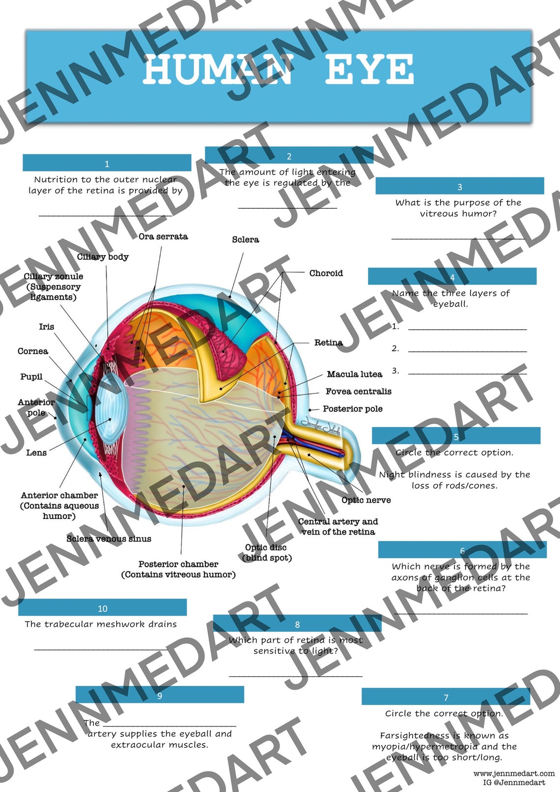 Human Eyeball Anatomy QUIZ Worksheet + Answers - Digital Download ...