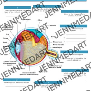Human Eyeball Anatomy QUIZ Worksheet + Answers - Digital Download ...