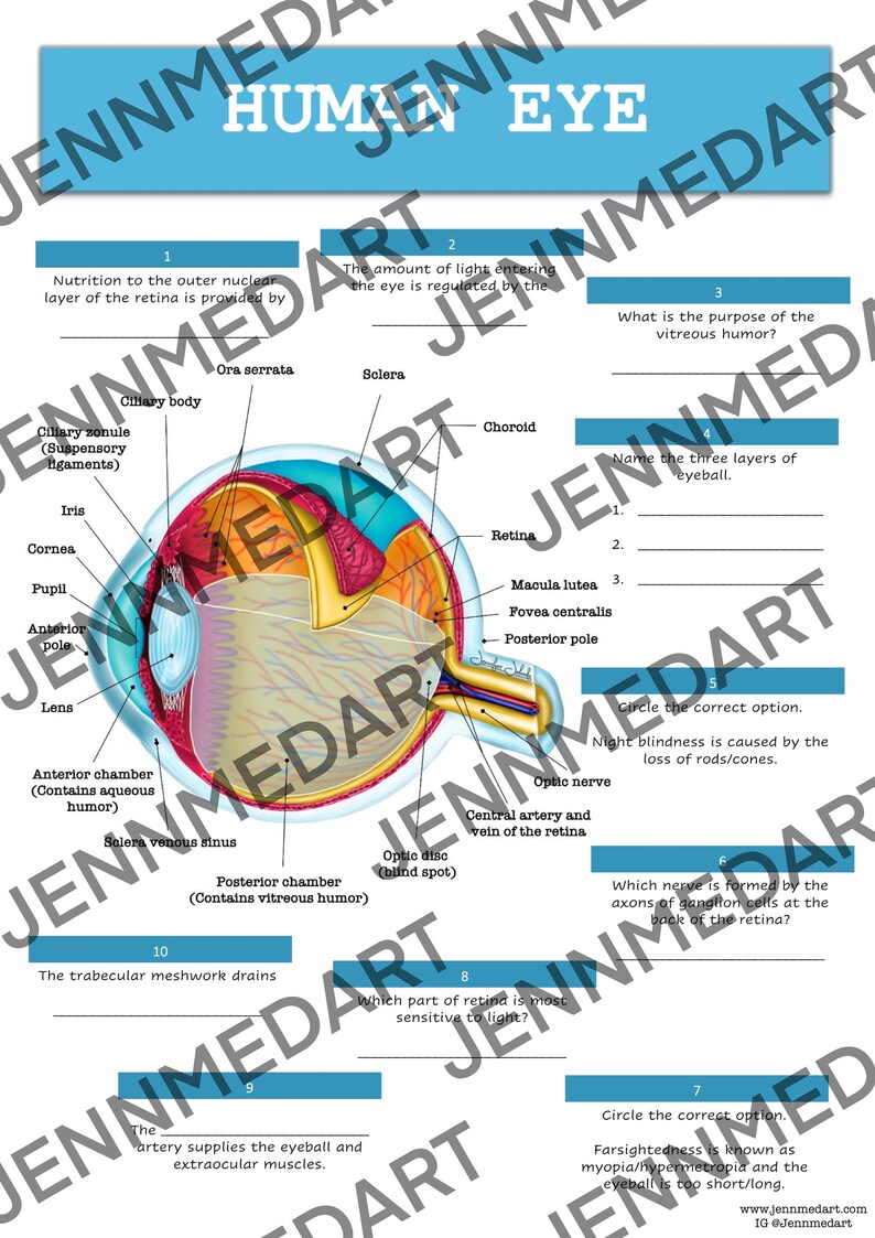 Human Eyeball Anatomy QUIZ Worksheet + Answers - Digital Download ...