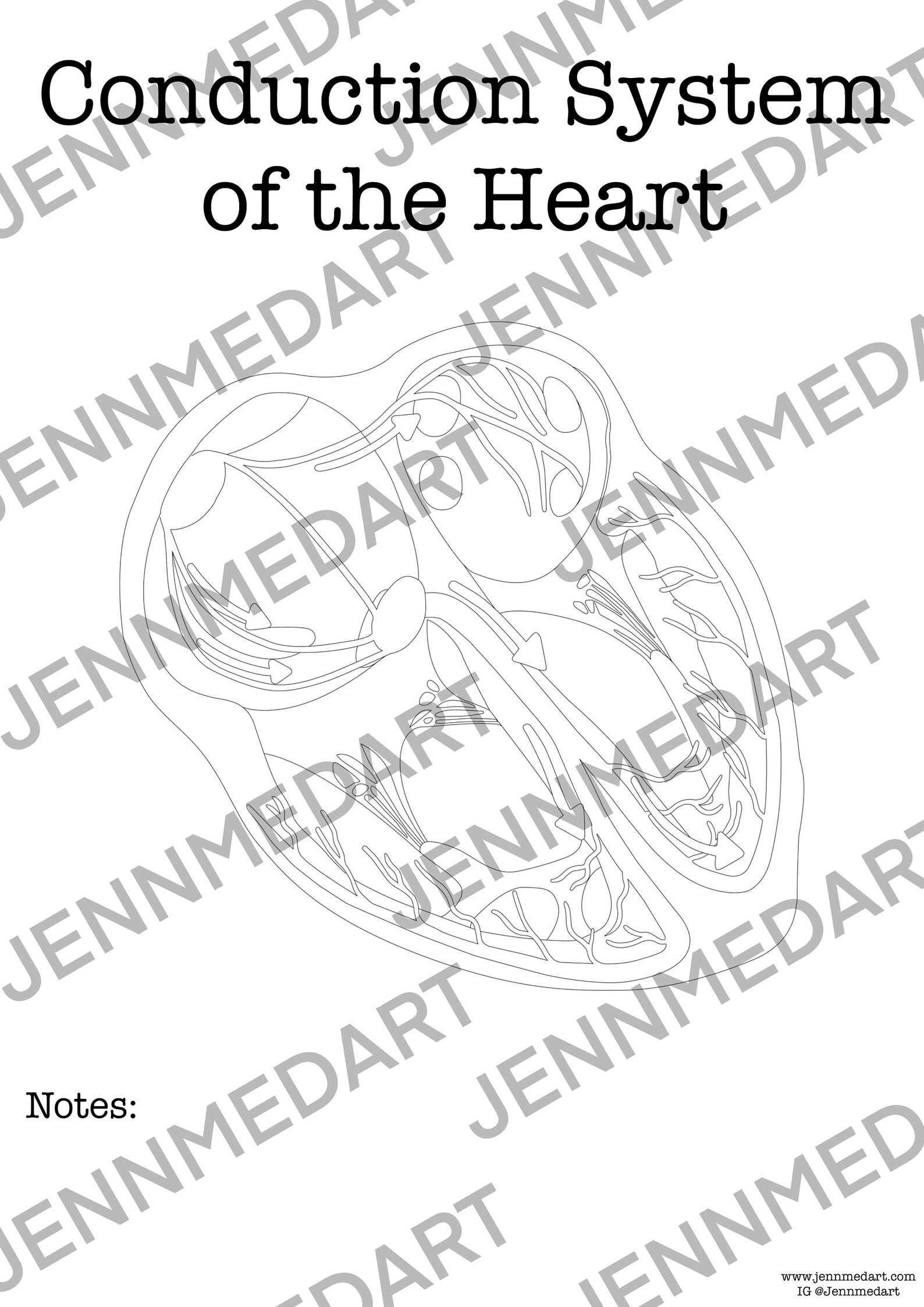 Conduction System of the Heart Anatomy Coloring Page- BLANK- Digital ...