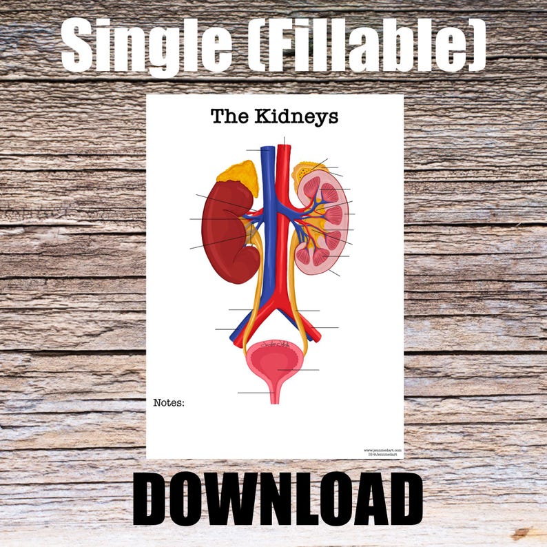 Kidneys & Adrenals Anatomy Worksheet- Single FILLABLE- Digital Download ...
