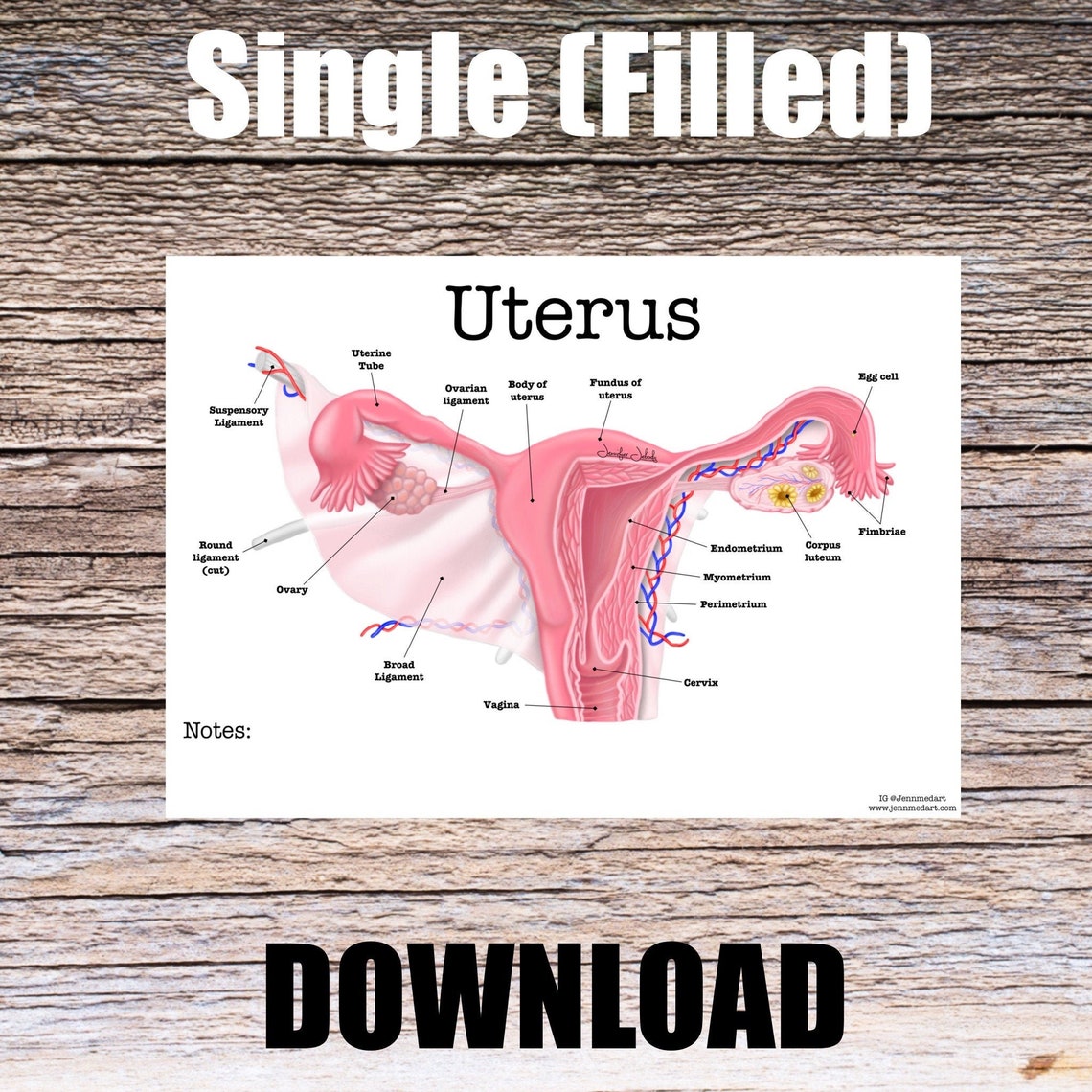 Uterus Anatomy Worksheet Single FILLED Digital Download Human Anatomy ...