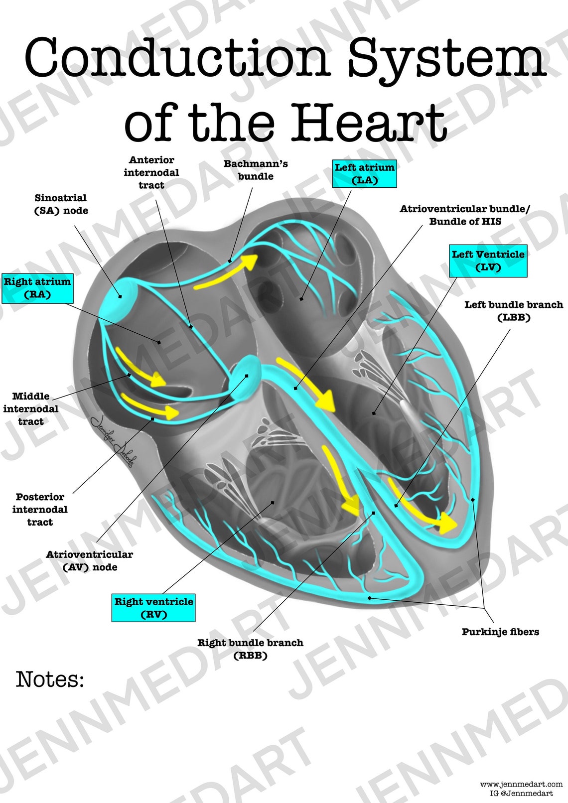 Conduction System of the Heart Anatomy Worksheet Single FILLED Digital ...