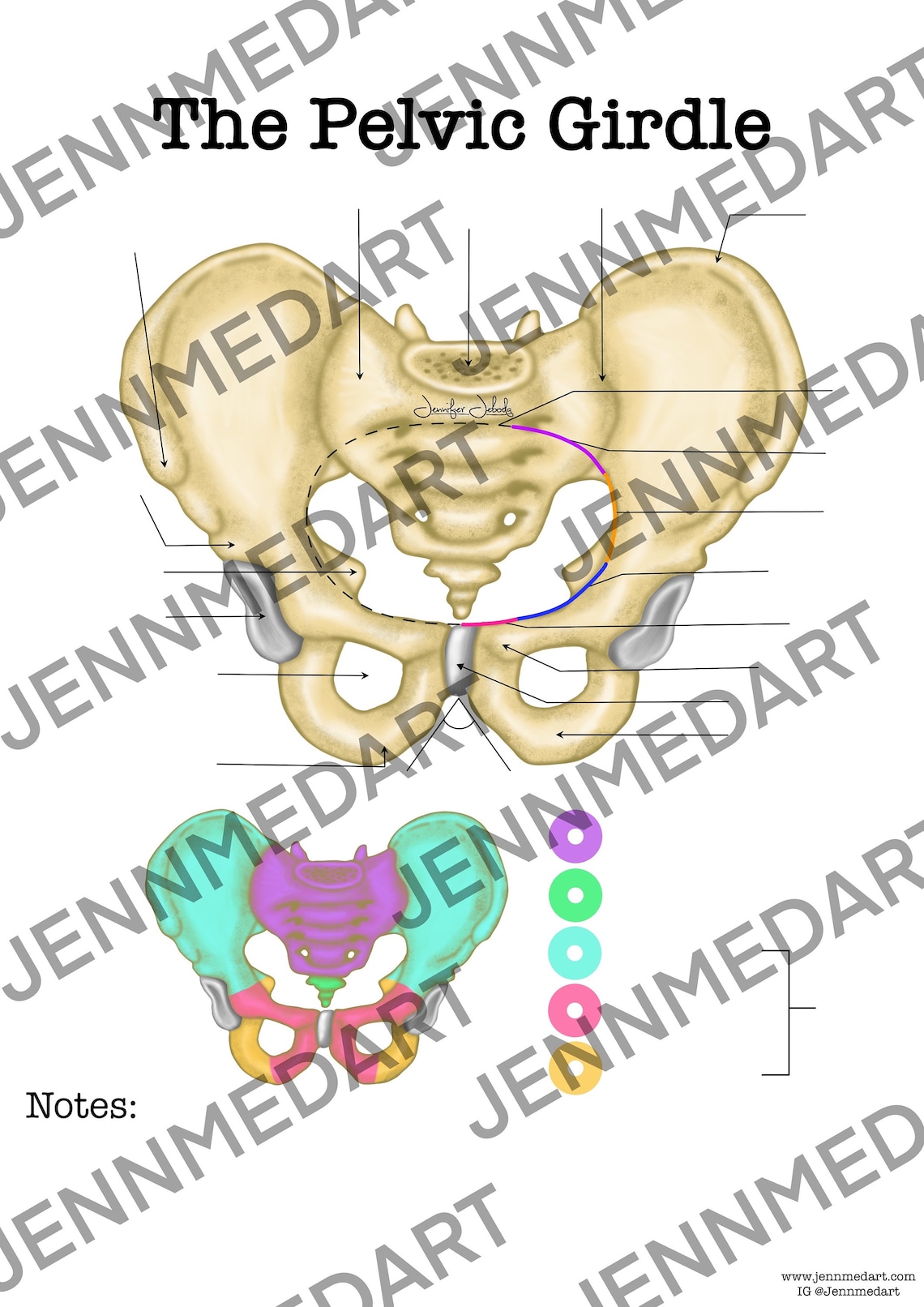 Pelvis Girdle Anatomy Worksheet- Single FILLABLE- Digital Download ...