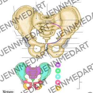 Pelvis Girdle Anatomy Worksheet- Single FILLABLE- Digital Download ...