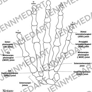 Joints of Hand Anatomy Coloring Page- LABELED- Digital Download DIP PIP ...