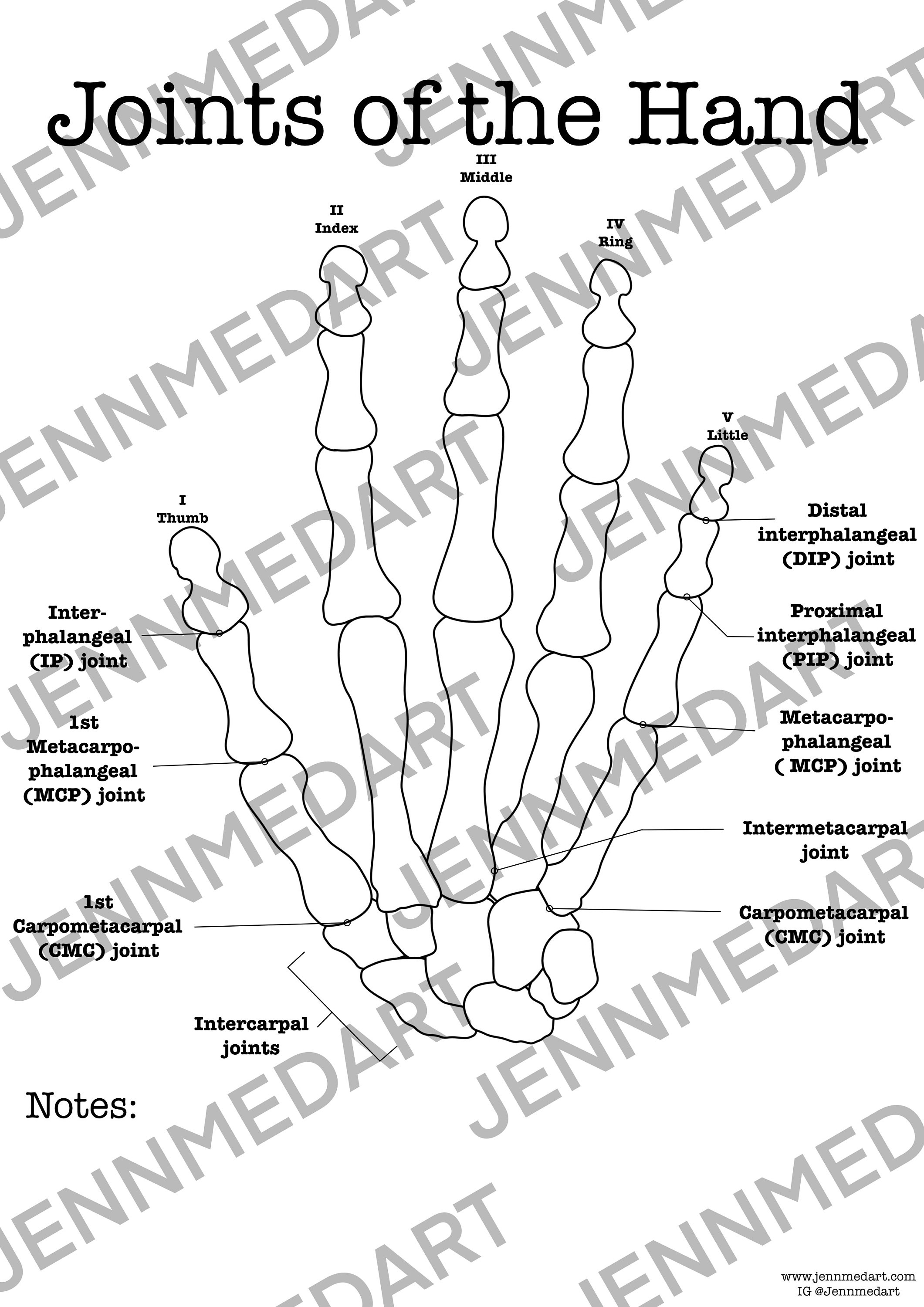 Joints of Hand Anatomy Coloring Page- LABELED- Digital Download DIP PIP ...