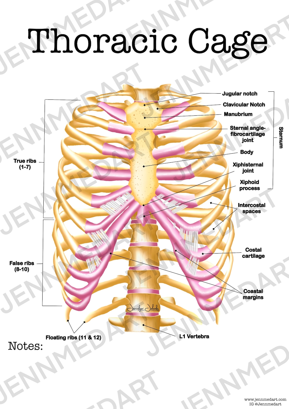 Thoracic Cage Anatomy Worksheet Single FILLED Digital Download Human ...