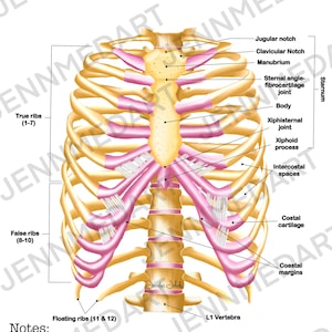 Thoracic Cage Anatomy Worksheet Single FILLED Digital Download Human ...