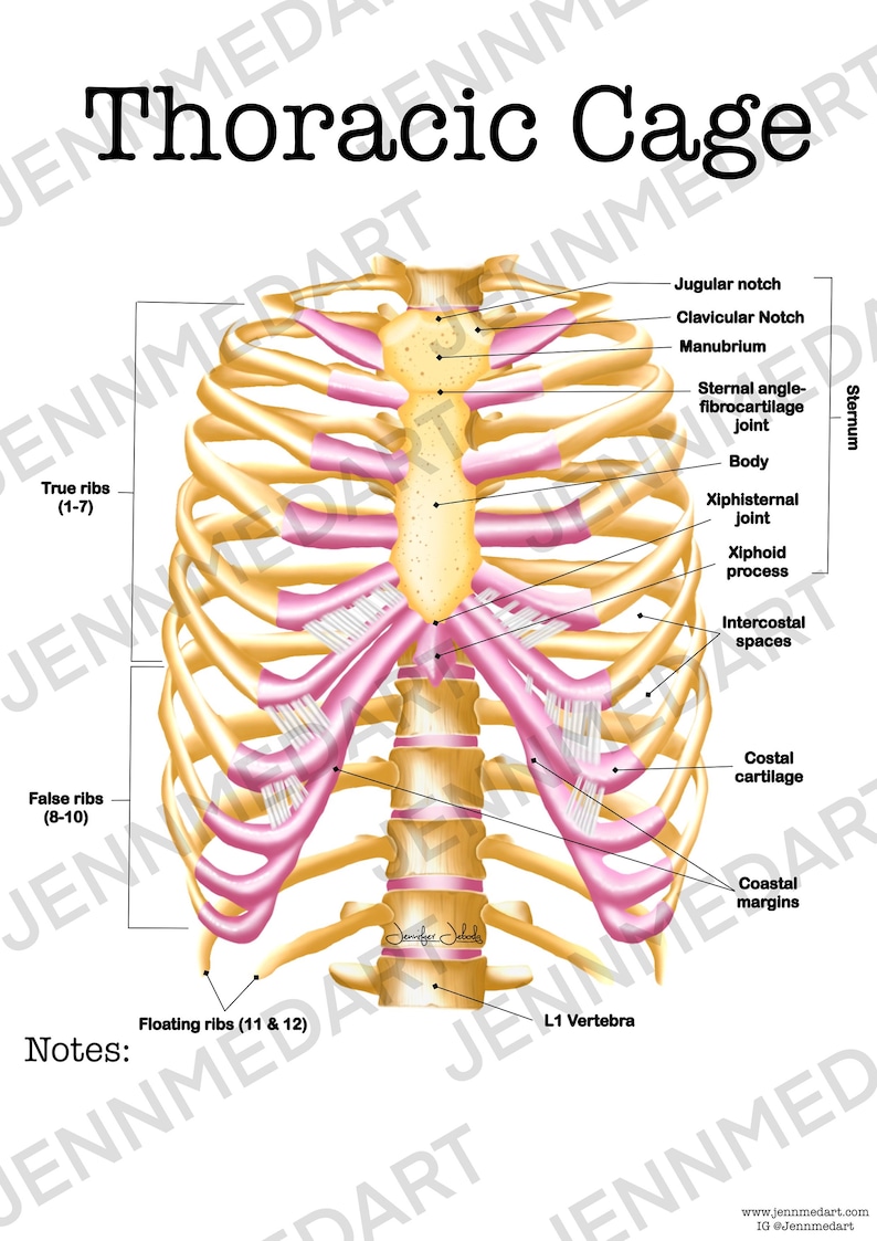 Thoracic Cage Anatomy Worksheet Single FILLED Digital Download Human ...