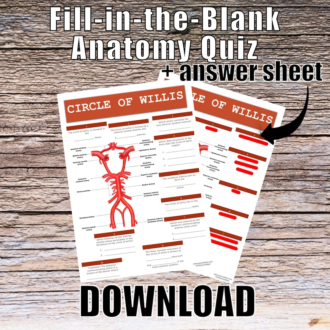 Circle of Willis Anatomy QUIZ Worksheet + Answers - Digital Download ...