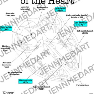 Conduction System of the Heart Anatomy Coloring Page- LABELED- Digital ...