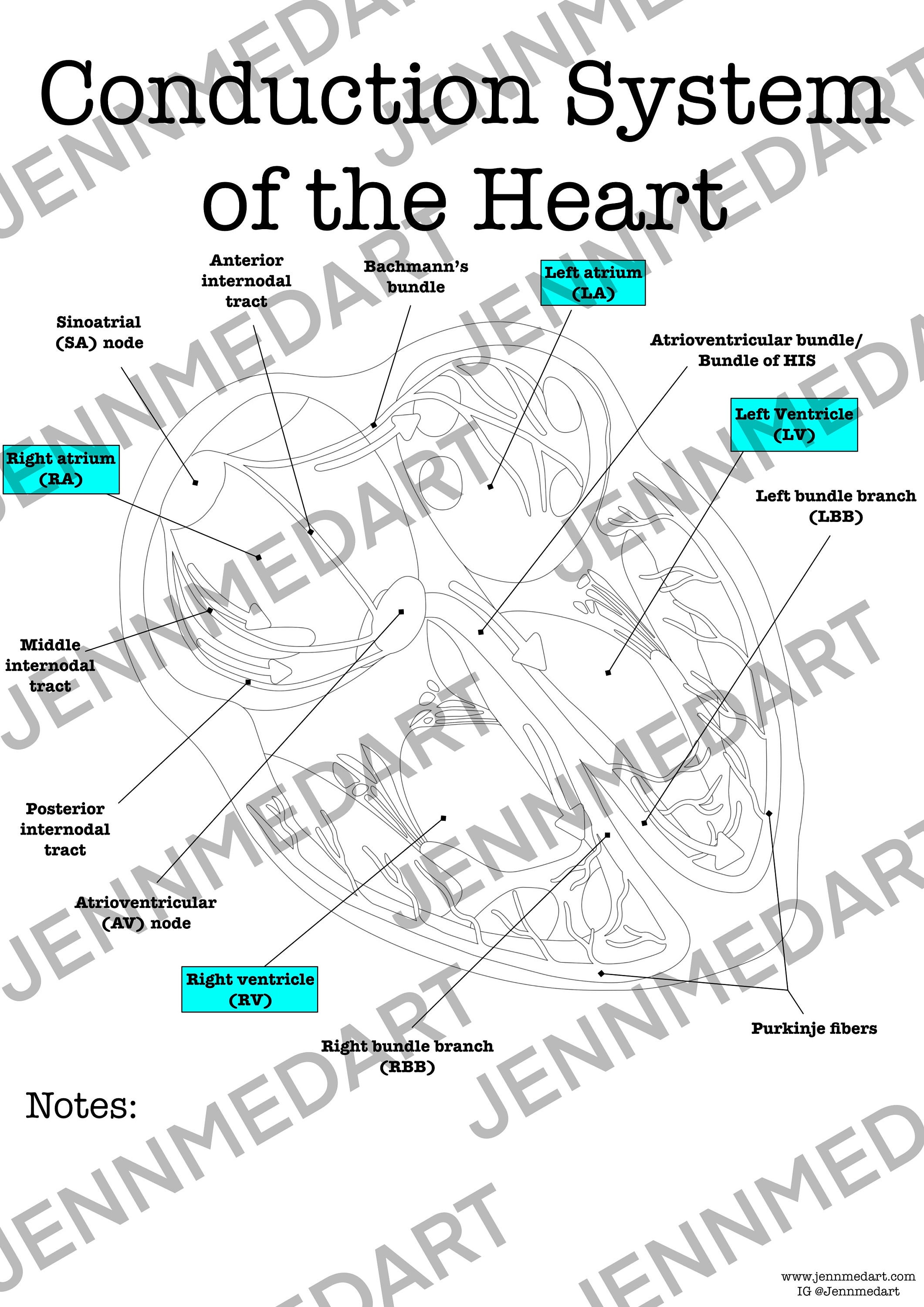 Conduction System of the Heart Anatomy Coloring Page- LABELED- Digital ...