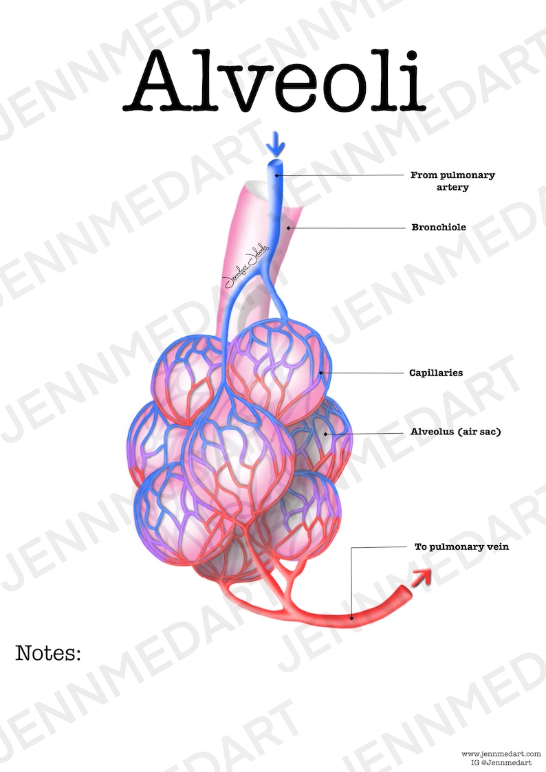 Alveoli Anatomy Worksheet Single FILLED Digital Download Human Anatomy ...