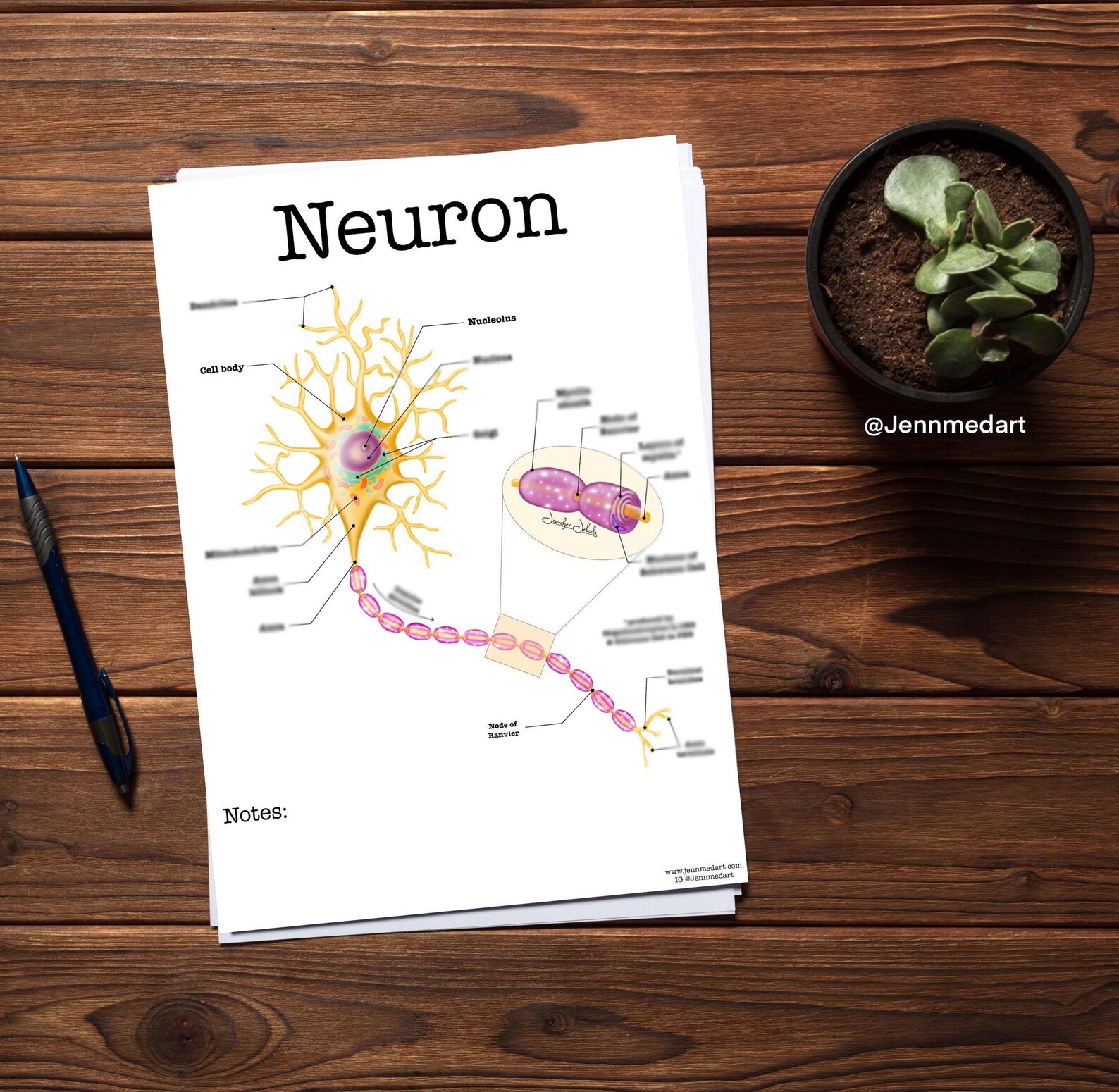 Neuron Anatomy Coloring Page- BLANK- Digital Download Nervous System ...