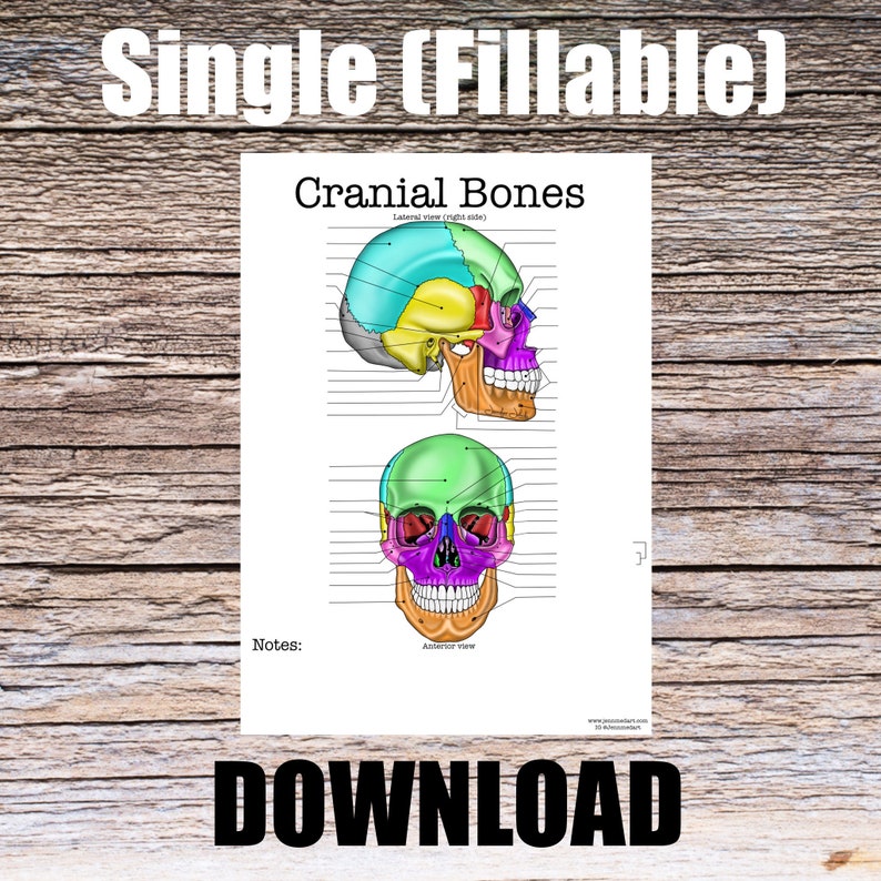 Cranial Bones Anatomy Worksheet- Single FILLABLE- Digital Download ...