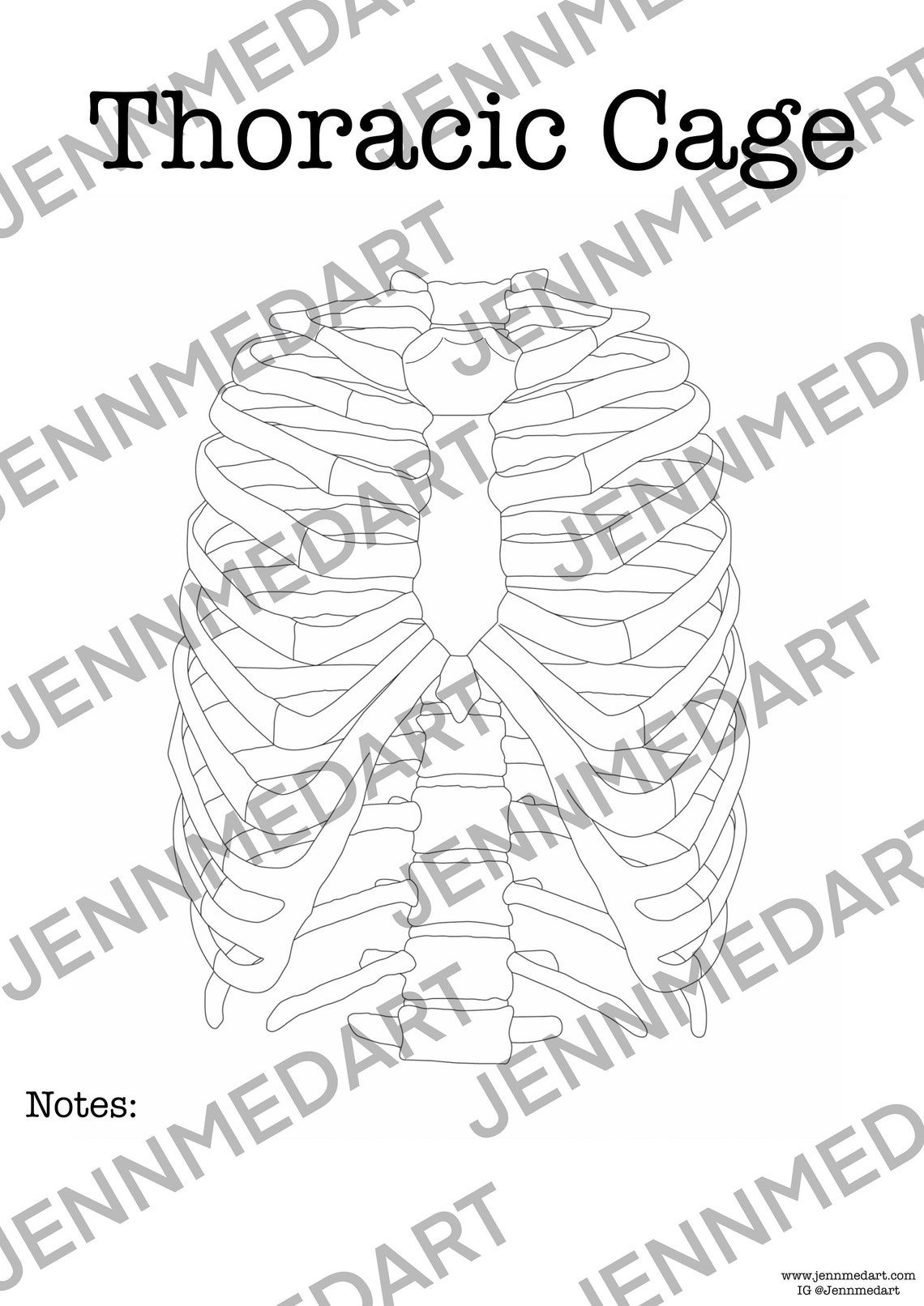 Thoracic Cage Anatomy Coloring Page- BLANK- Digital Download Ribcage ...