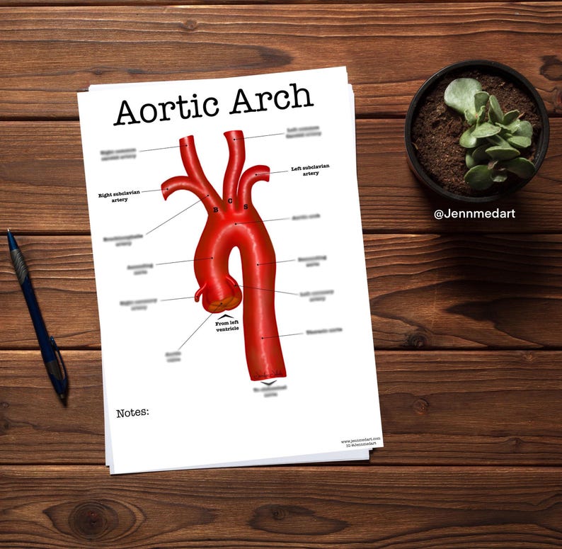 Aortic Arch Anatomy Coloring Page- LABELED- Digital Download Heart ...
