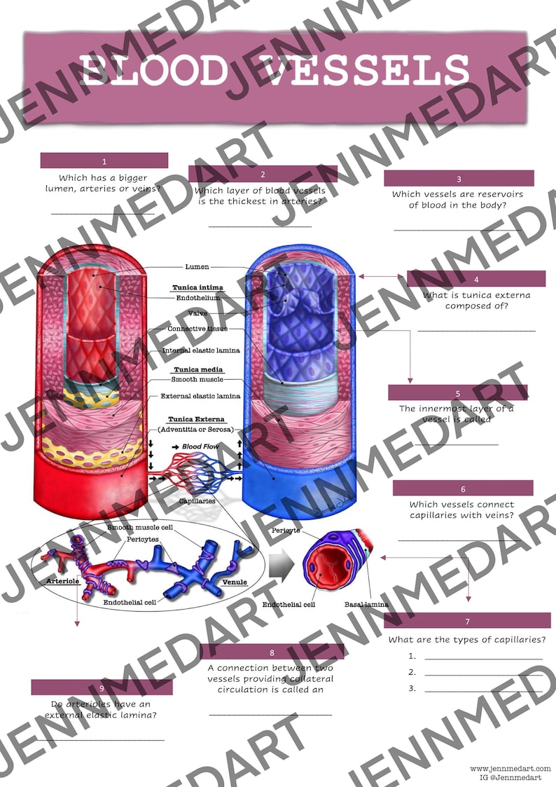 Blood Vessels Anatomy QUIZ Worksheet + Answers - Digital Download ...