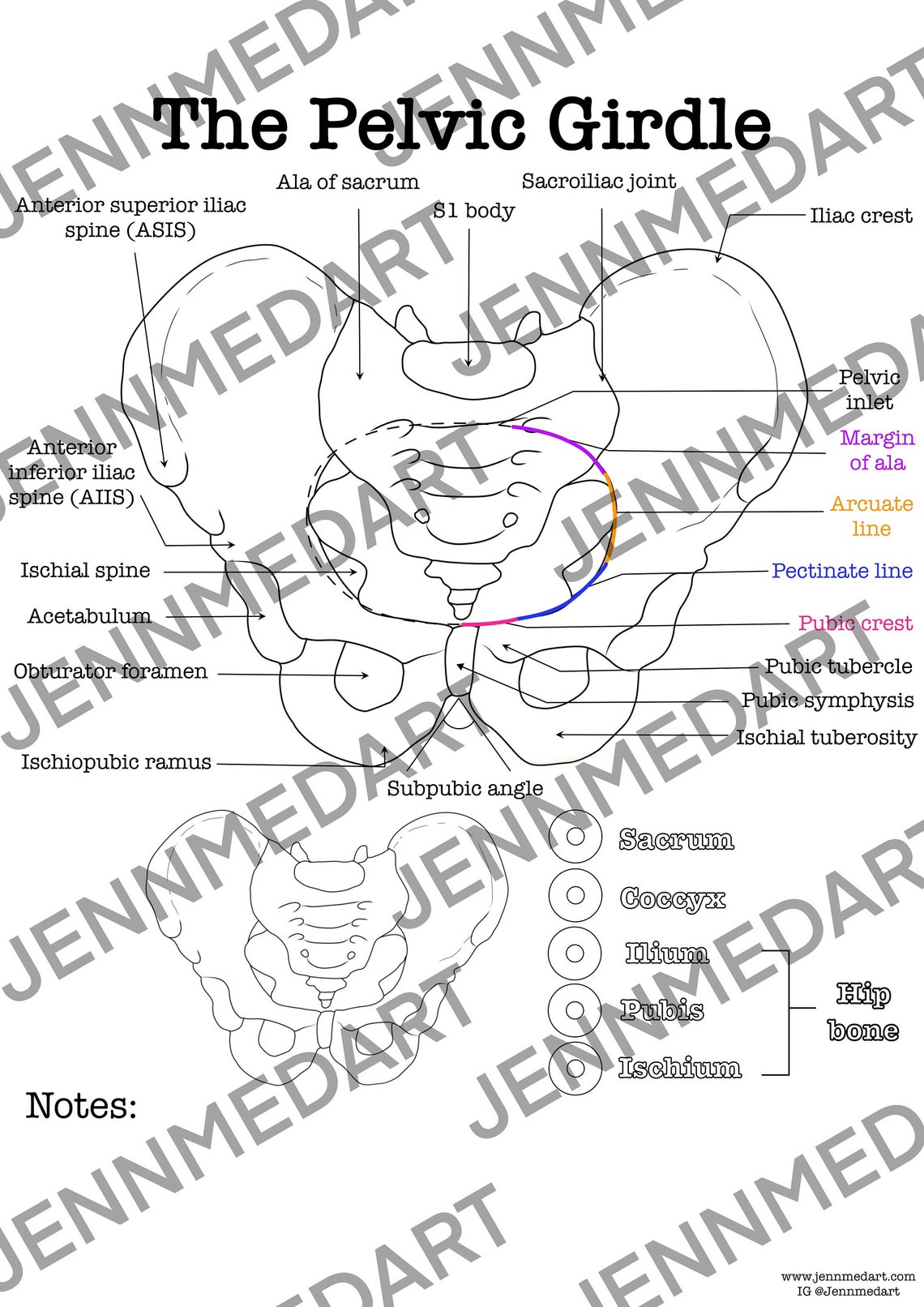 Pelvic Girdle Bones Anatomy Coloring Page-labeled- Digital Download ...