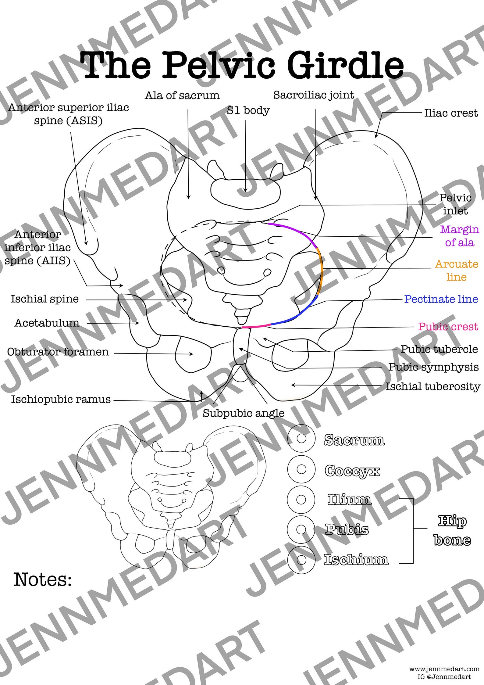 Pelvic Girdle Bones Anatomy Coloring Page-labeled- Digital Download ...