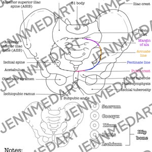Pelvic Girdle Bones Anatomy Coloring Page-labeled- Digital Download ...
