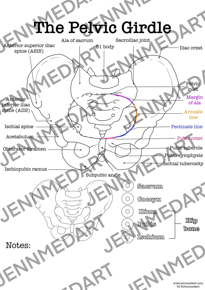 Pelvic Girdle Bones Anatomy Coloring Page-labeled- Digital Download ...