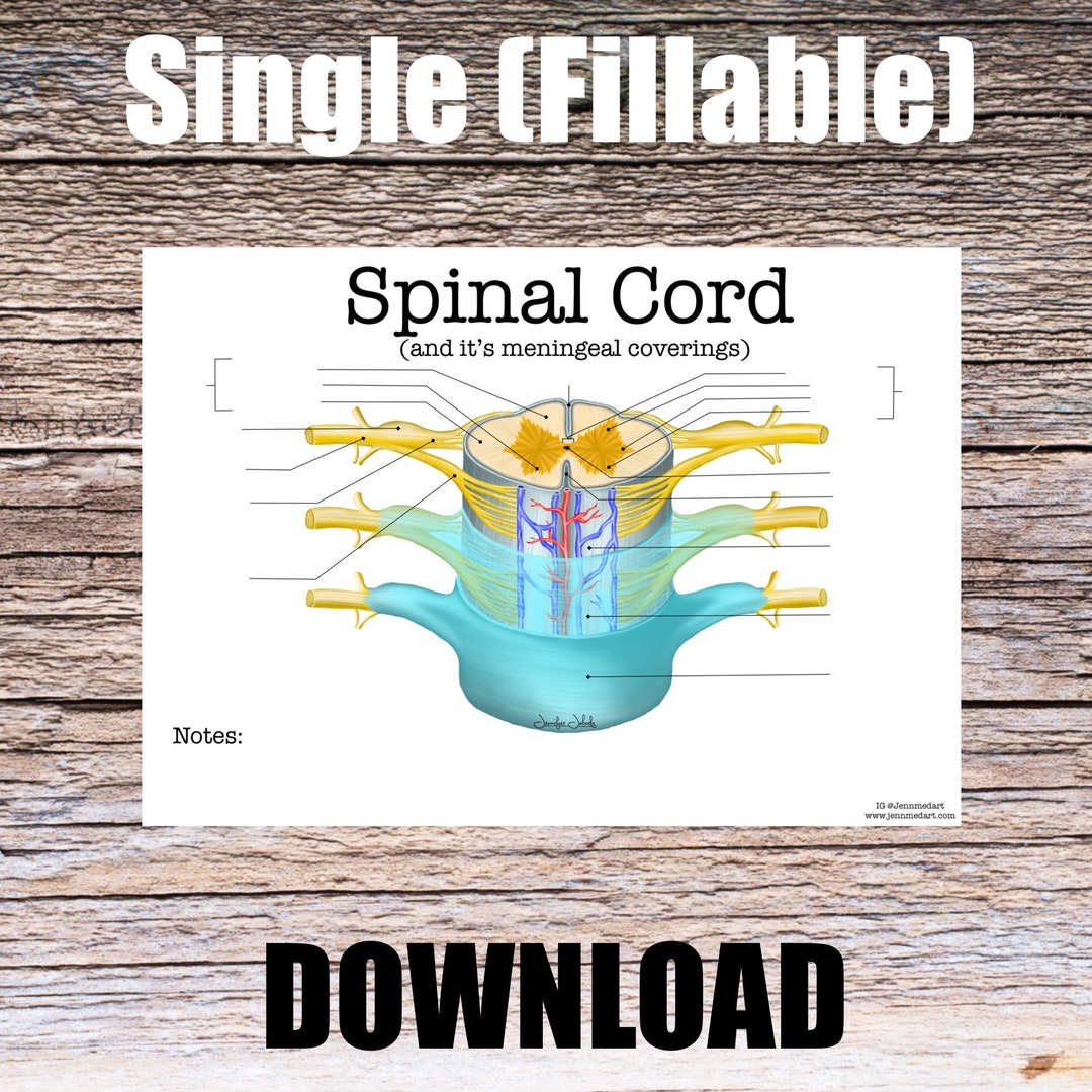 Spinal Cord Anatomy Worksheet- Single FILLABLE- Digital Download Human ...