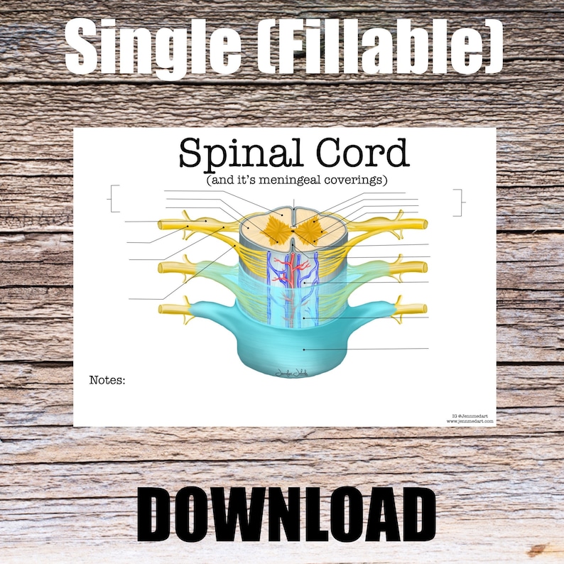 Spinal Cord Anatomy Worksheet- Single FILLABLE- Digital Download Human ...