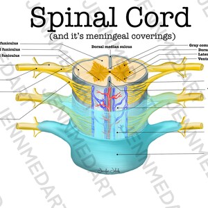 Spinal Cord Anatomy Worksheet Single FILLED Digital Download Human ...