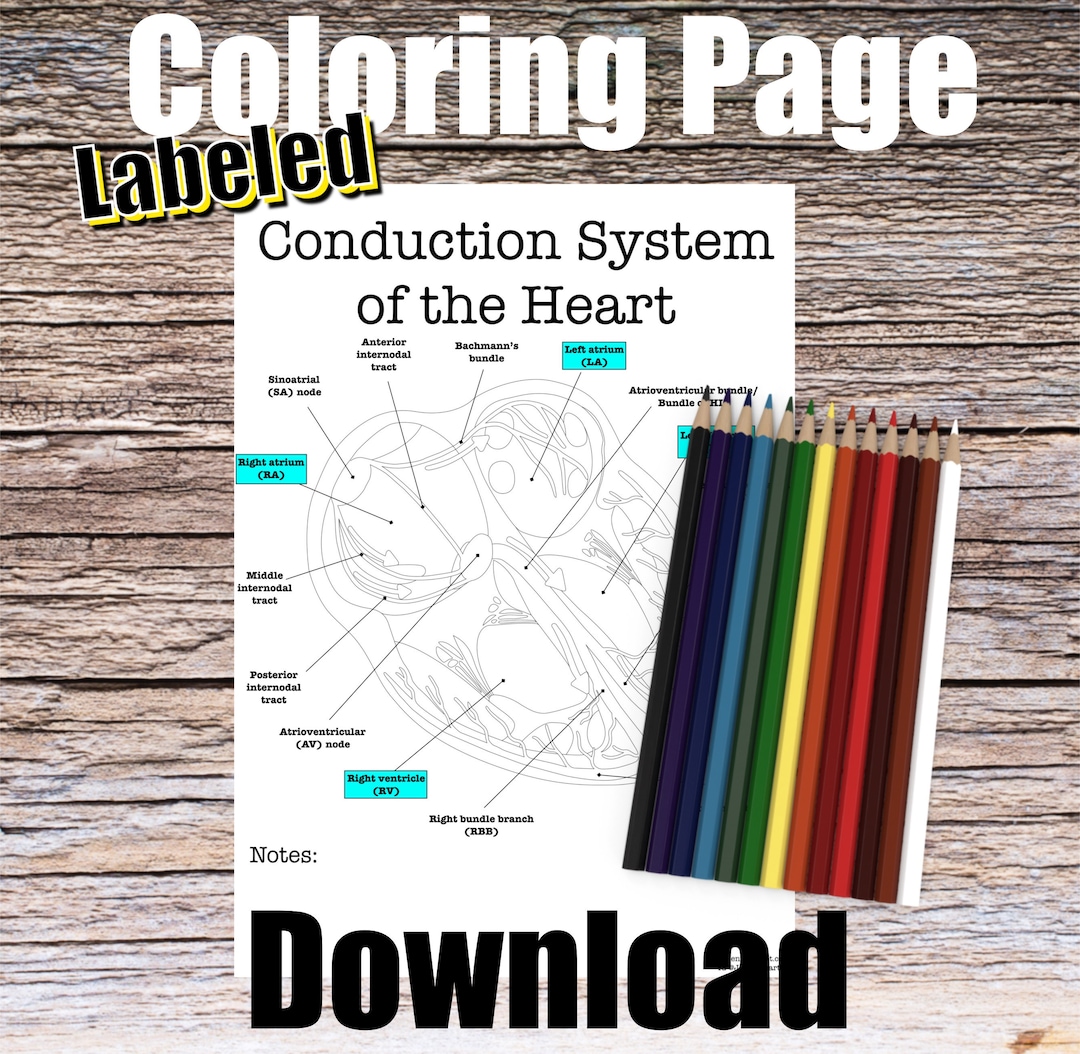 Conduction System of the Heart Anatomy Coloring Page- LABELED- Digital ...