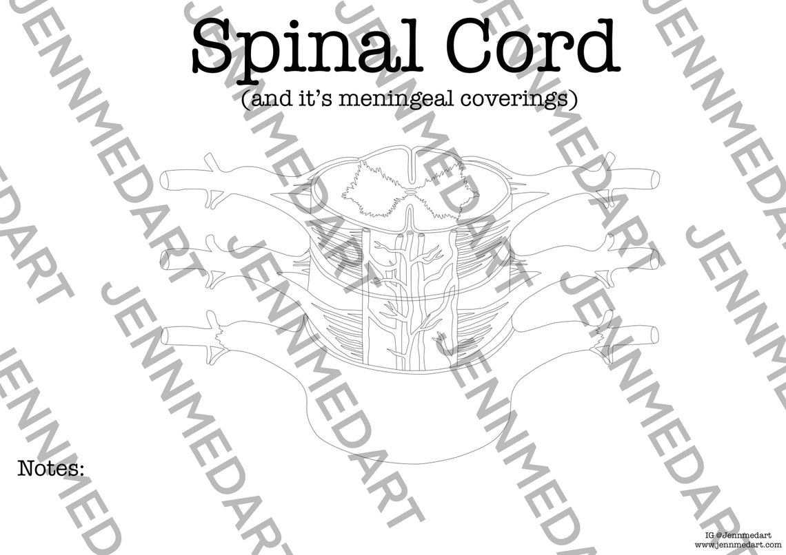 Spinal Cord Anatomy Coloring Page- BLANK- Digital Download Nervous ...