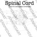 Spinal Cord Anatomy Coloring Page- BLANK- Digital Download Nervous ...
