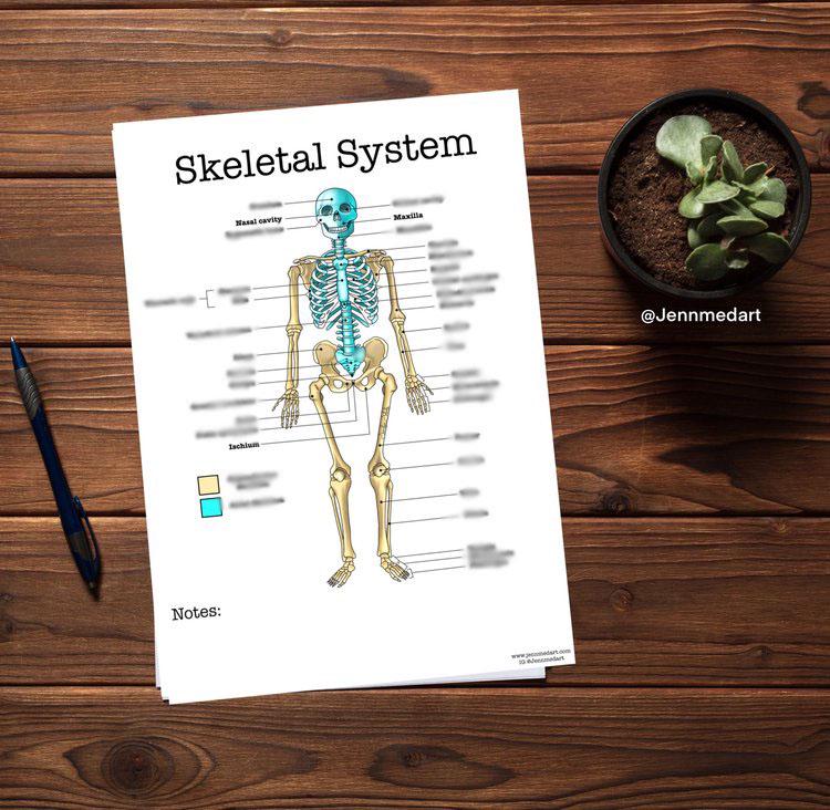 Skeletal System Coloring Page | Labeled | Skeleton Anatomy Study Guide ...