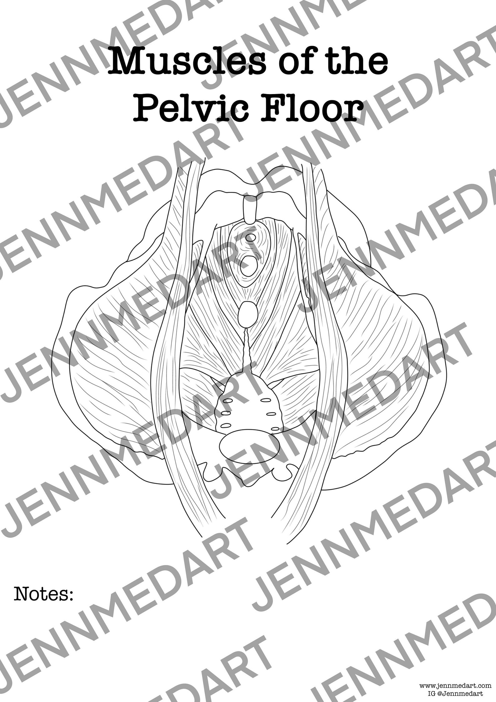 Pelvic Floor Anatomy Coloring Page- BLANK- Digital Download Muscle ...